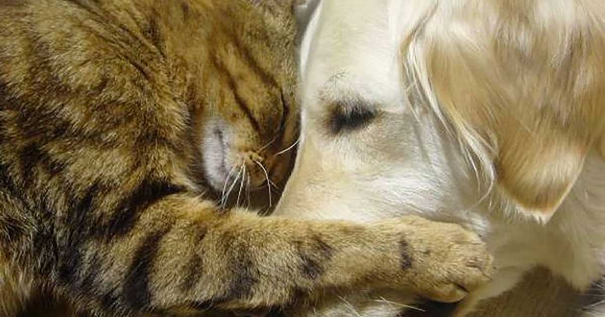 Kibble Plus Registration – Freekibble