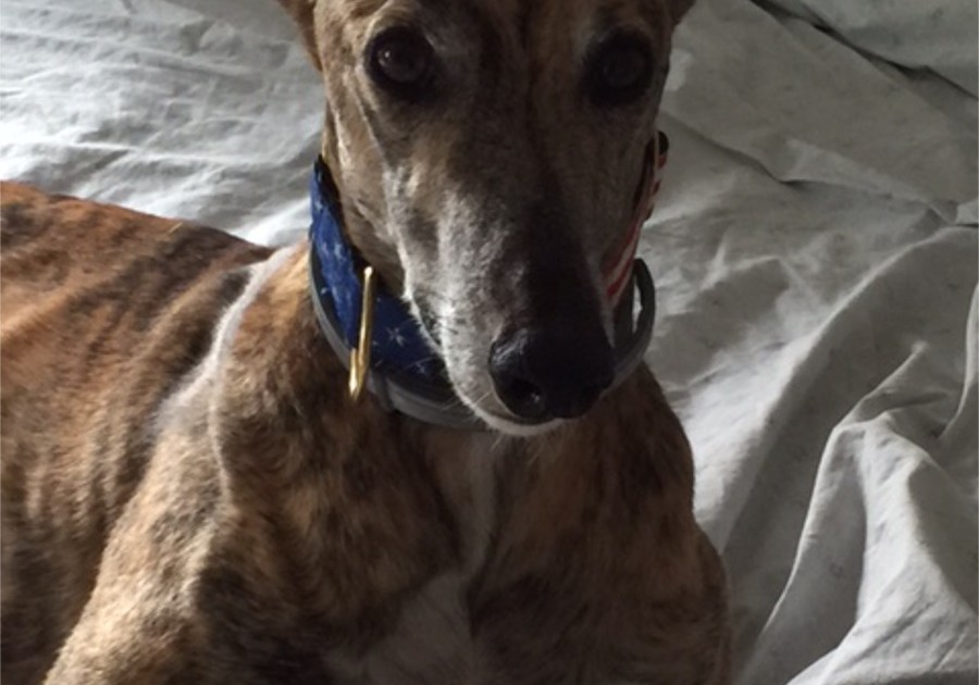 Hooper – Freekibble