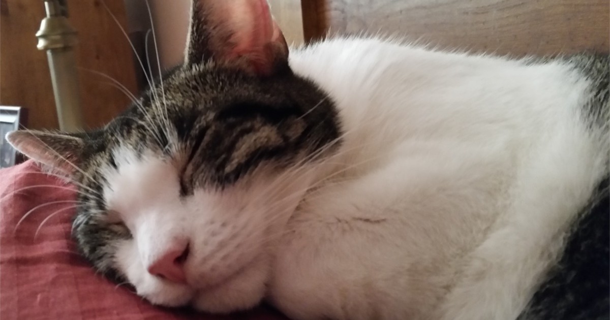 Mickey-D – Freekibble