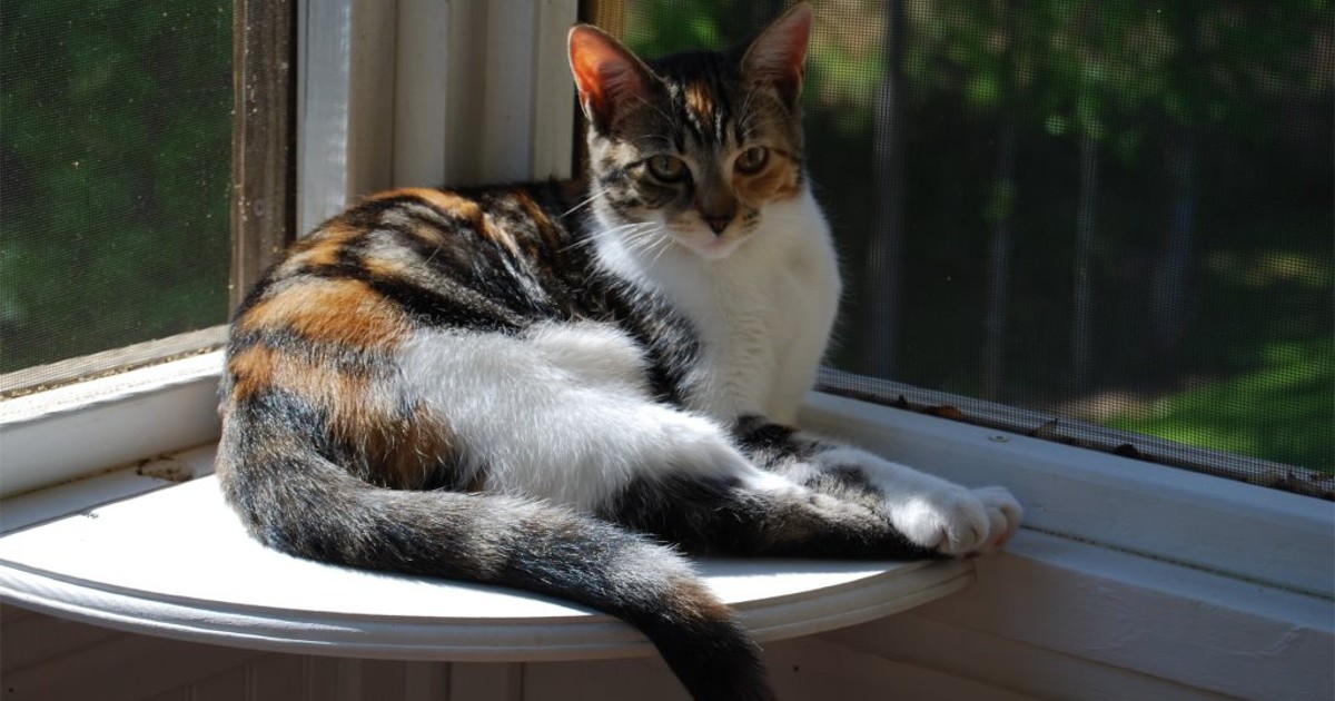 Miss Molly – Freekibble