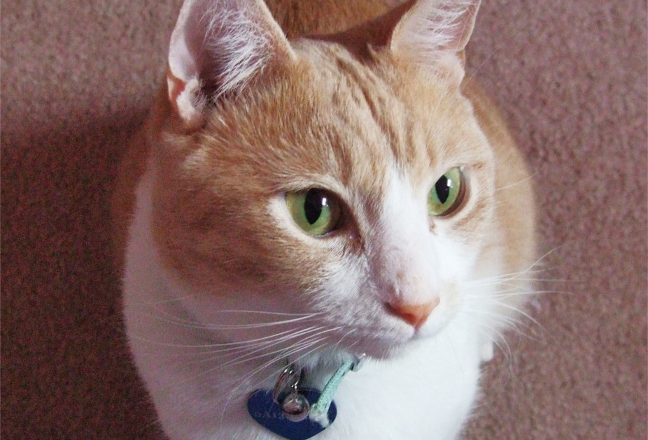 Bailey – Freekibble