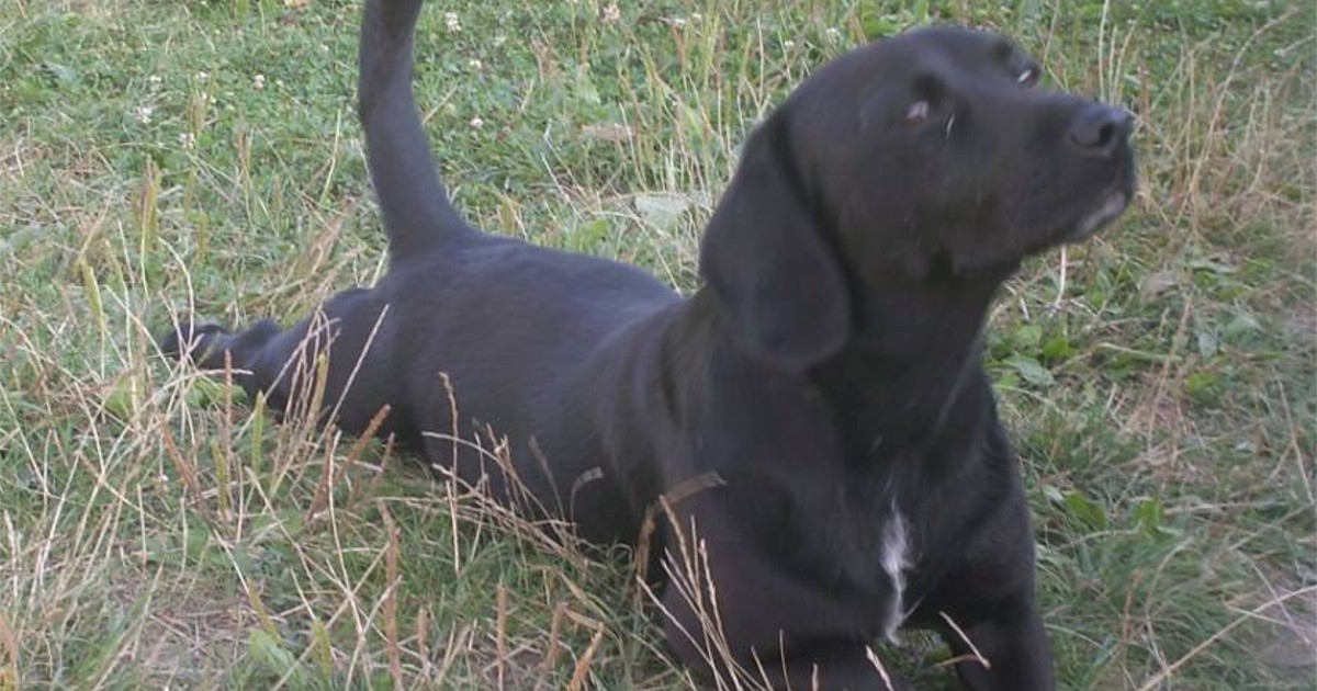 Bretty – Freekibble