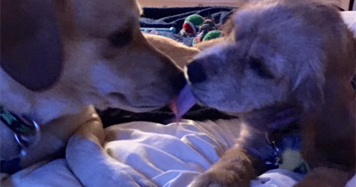 Charlie and Ainsley – Freekibble