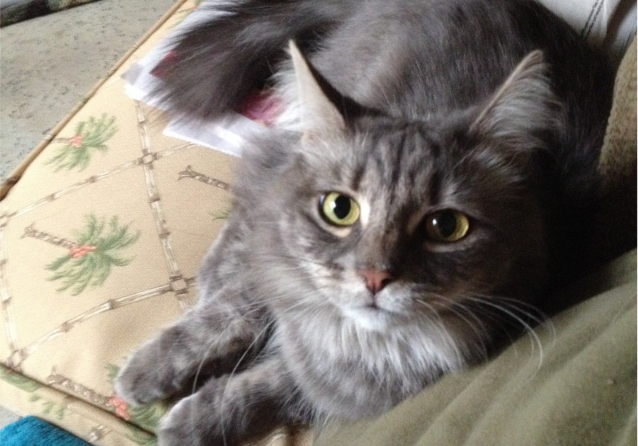 Daisy – Freekibble