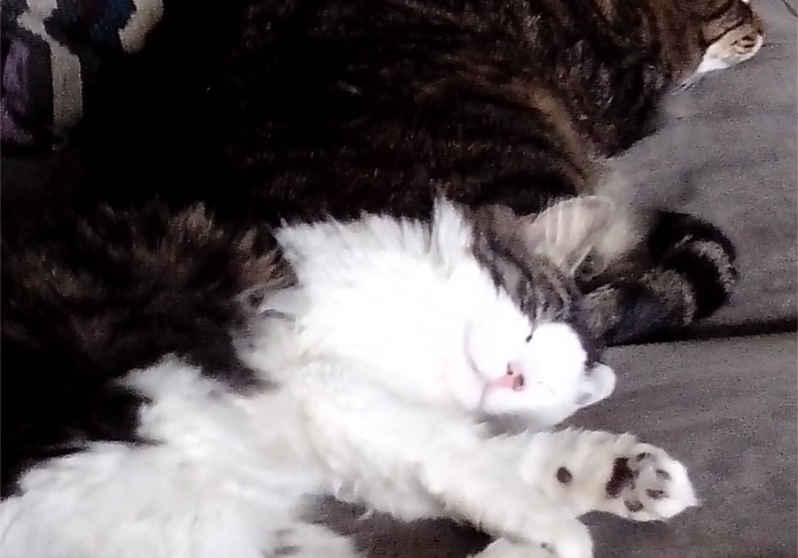 Max and Ruby – Freekibble