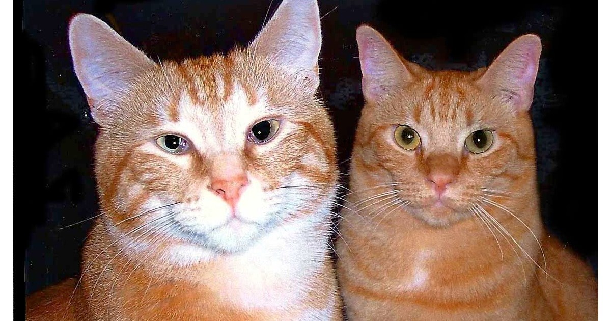 Pippin and Poppin – Freekibble