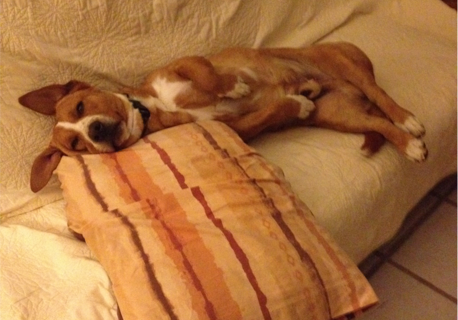 Charlie – Freekibble