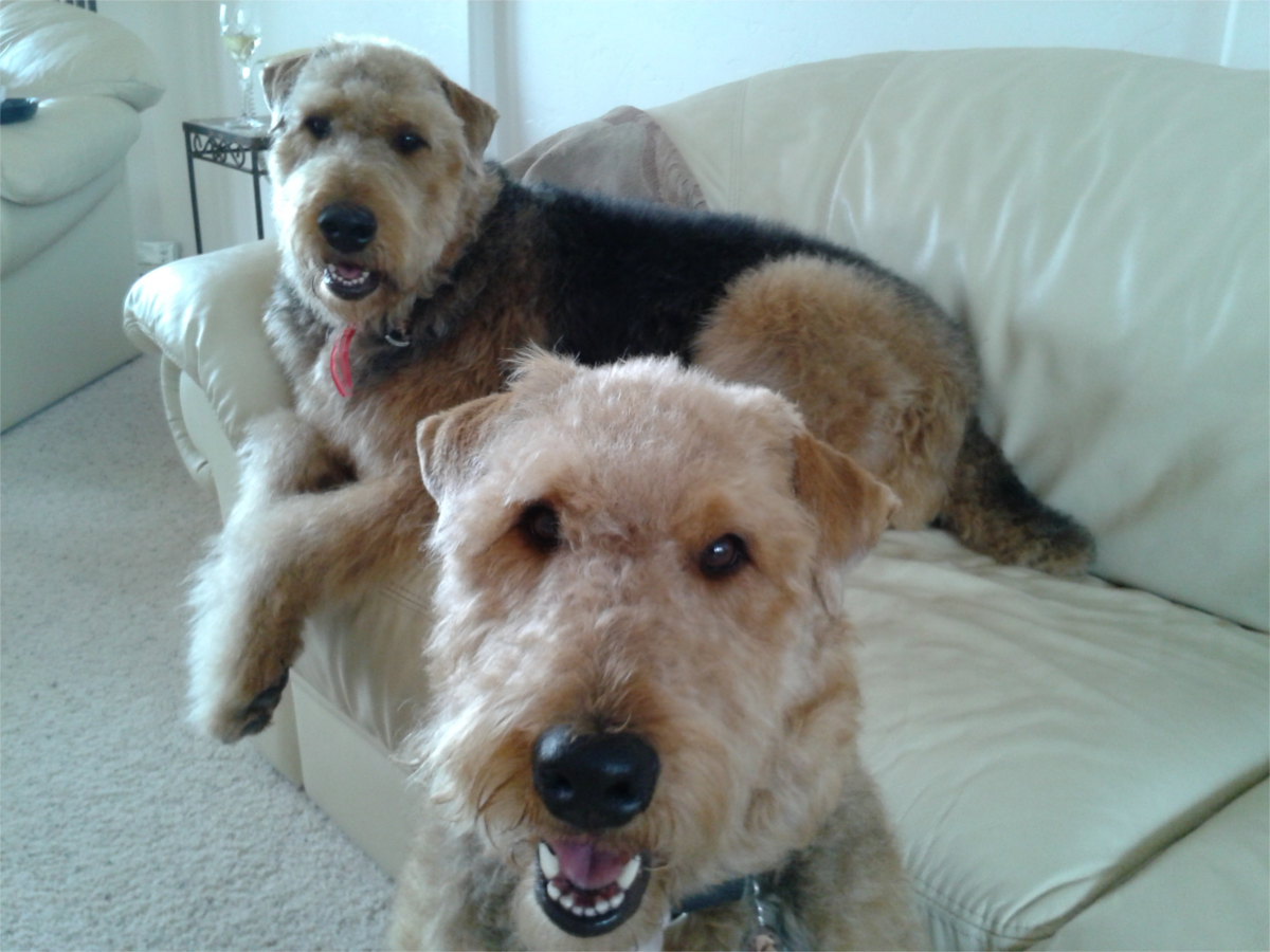 Holly and Molly – Freekibble