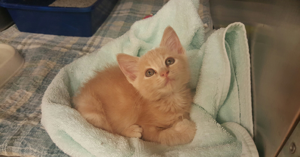 Lt. Dan – Freekibble