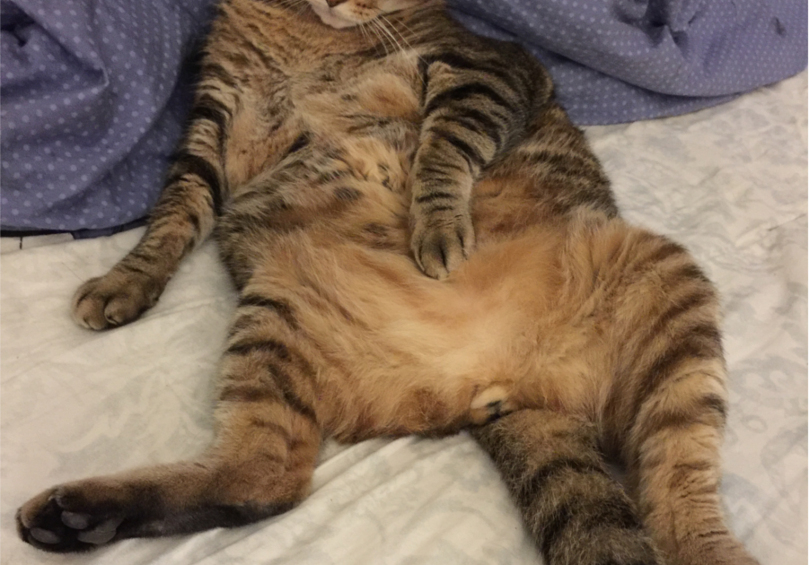 Tiggie – Freekibble