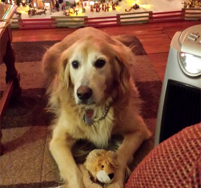 Bailey – Freekibble