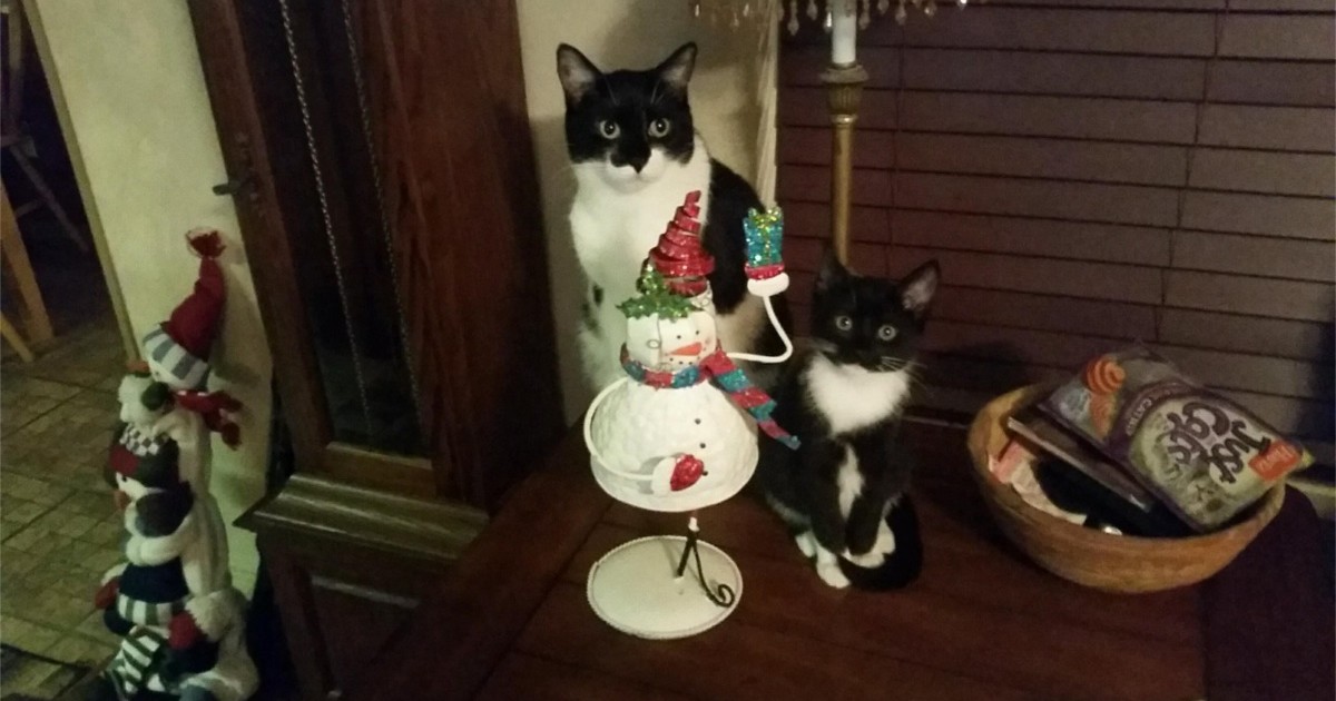 Buddy and Chloe – Freekibble