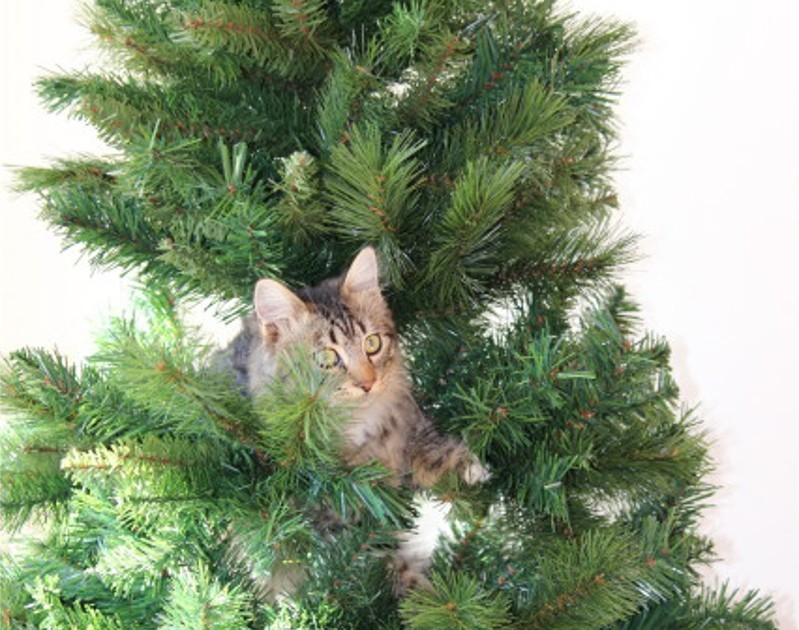 Cassius – Freekibble