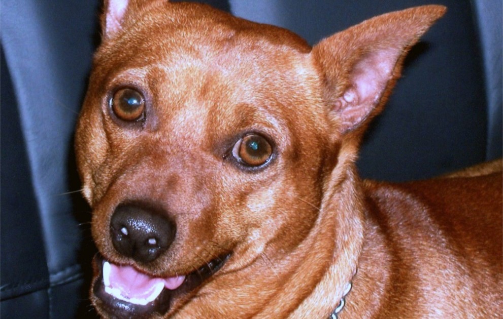 Lando – Freekibble