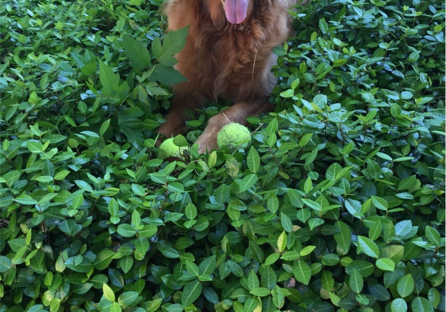 Rubee – Freekibble