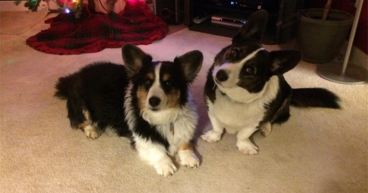 Andy and Barney-Christmas – Freekibble