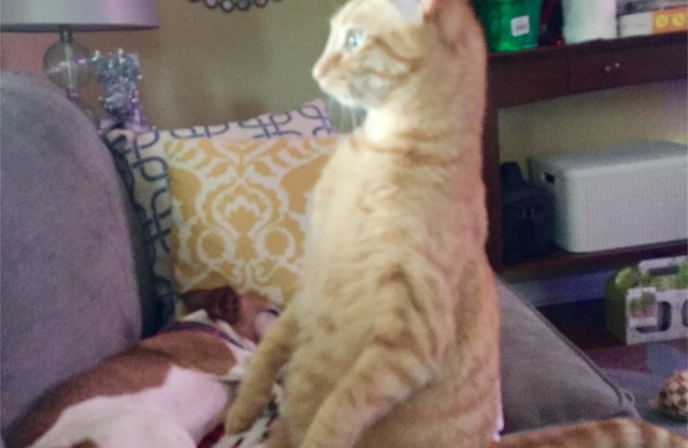 Franny – Freekibble