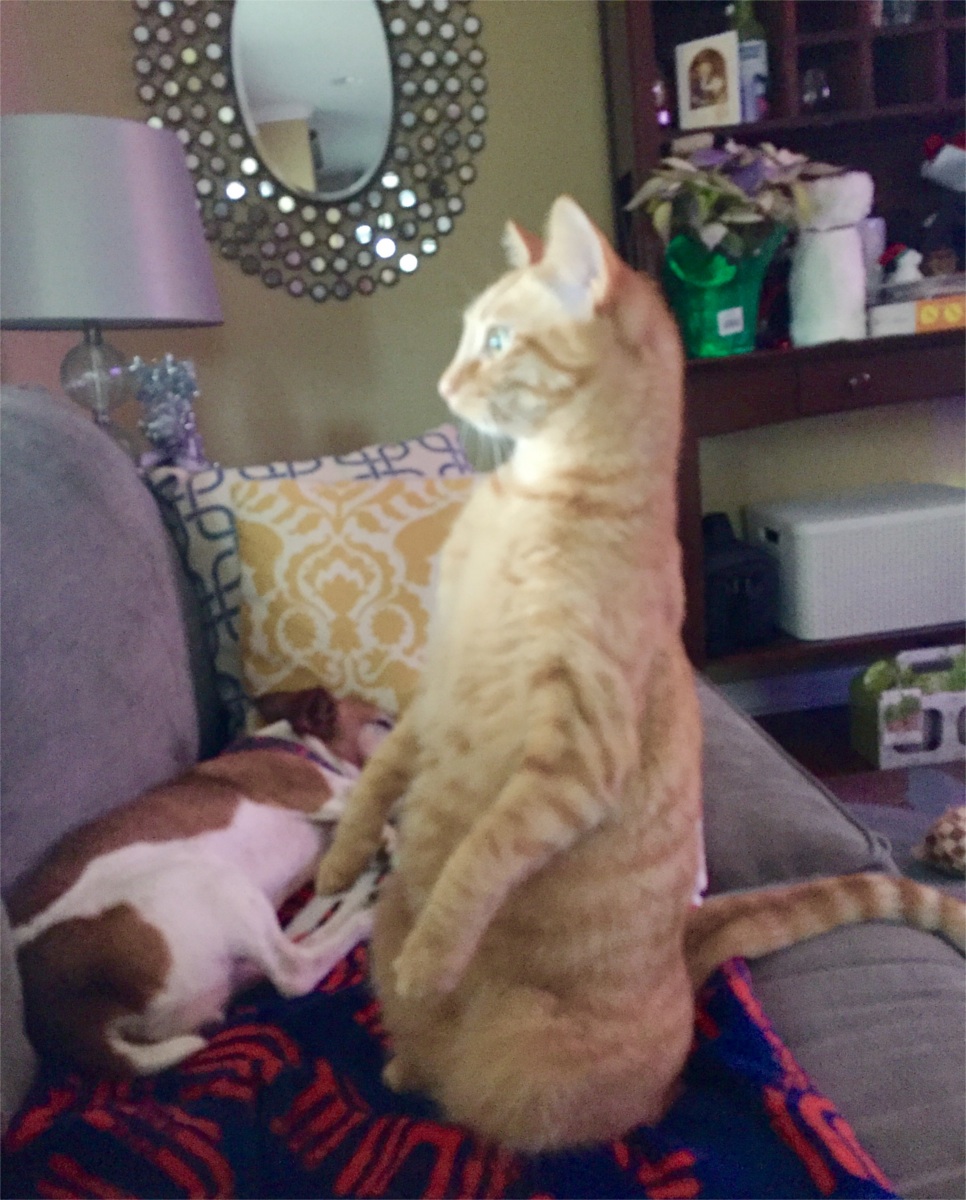 Franny – Freekibble