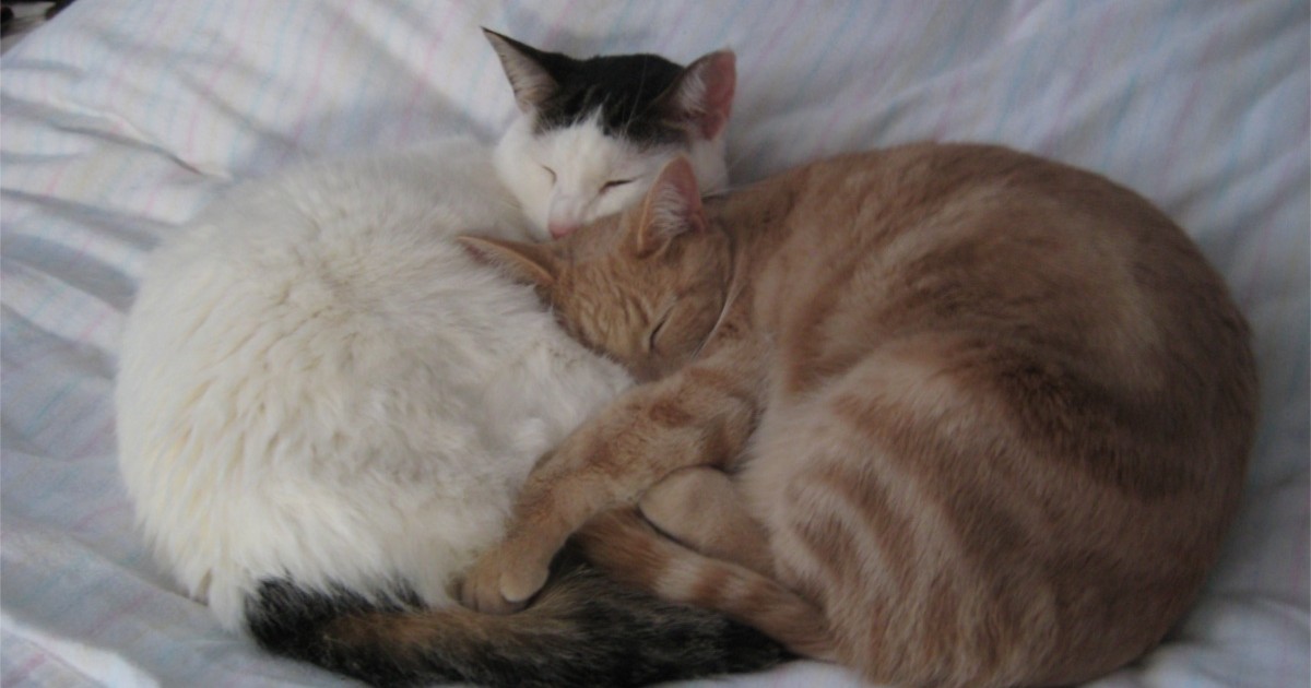 Simon and Pixie – retire – Freekibble