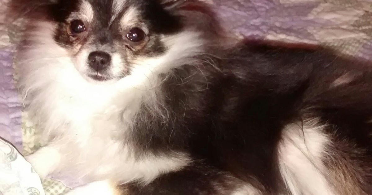 Molly – Freekibble