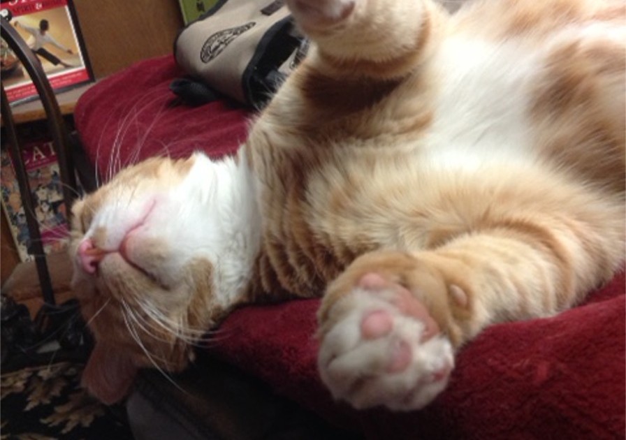 Sammy – Freekibble