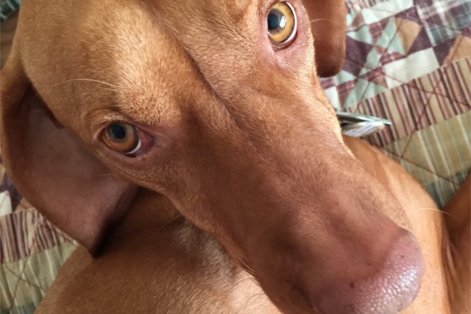 Ruby – Freekibble