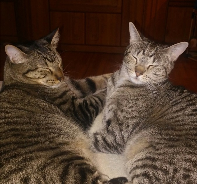 Buddy and Tiger – Freekibble