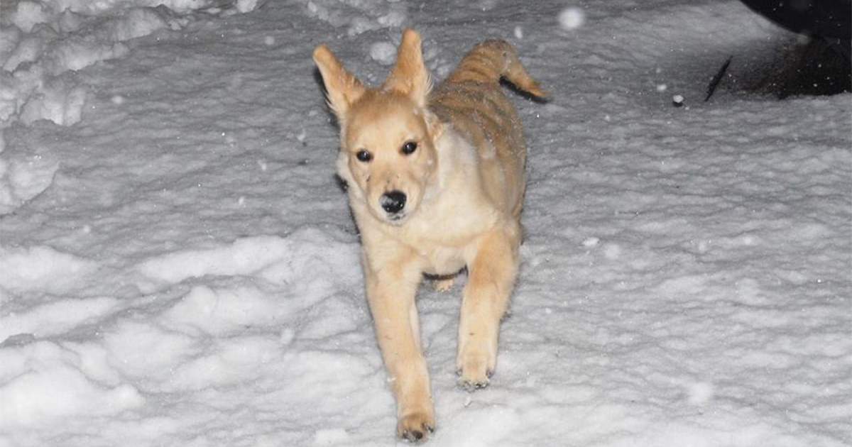 Bailey – Freekibble