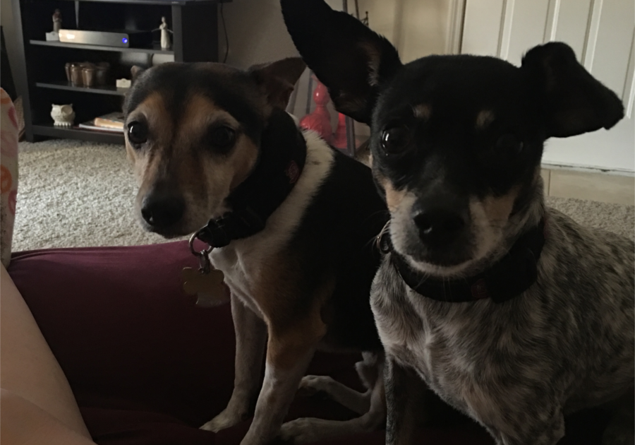 Jinx and Tinkerbell – Freekibble