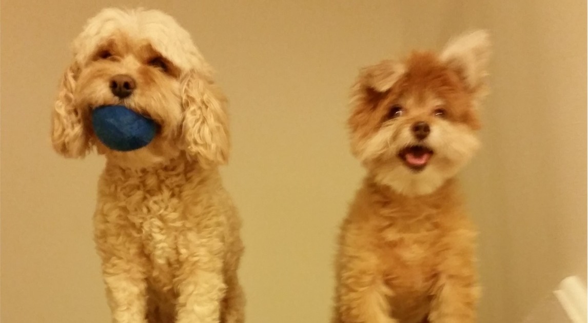 Bear and Molly – Freekibble