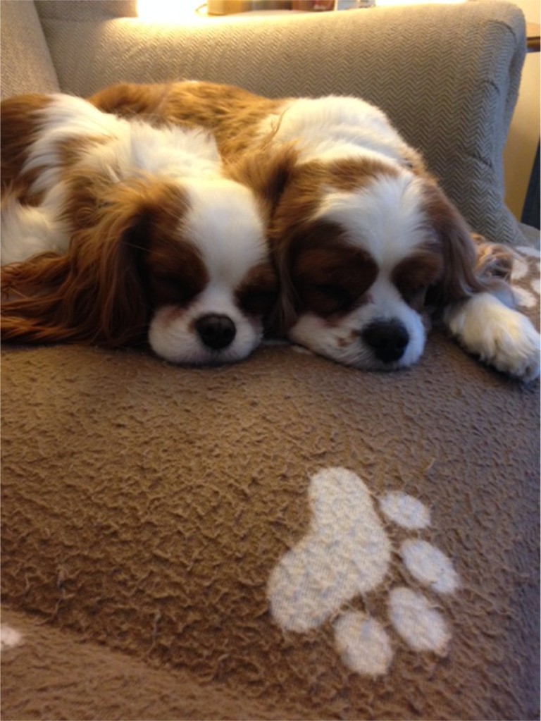 Bentley and Cooper – Freekibble