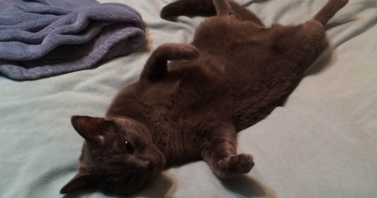 Chris – Freekibble