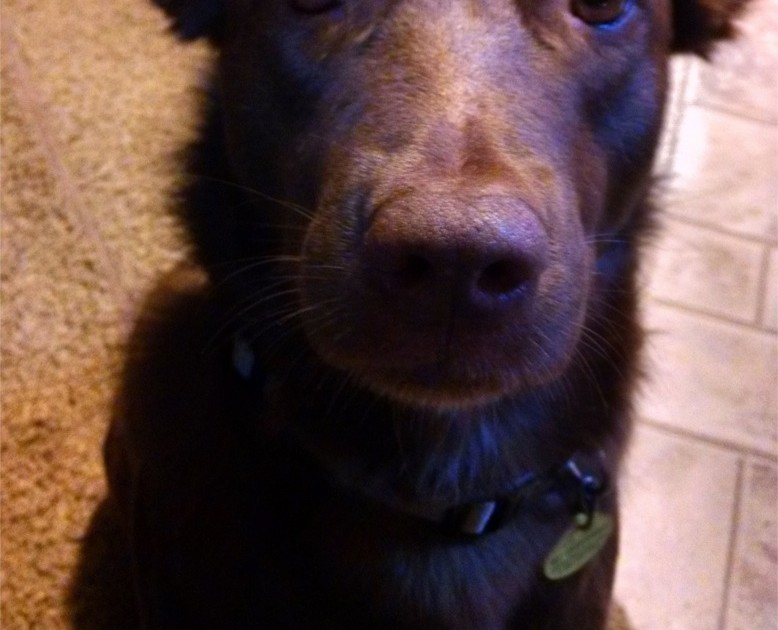 Molly – Freekibble