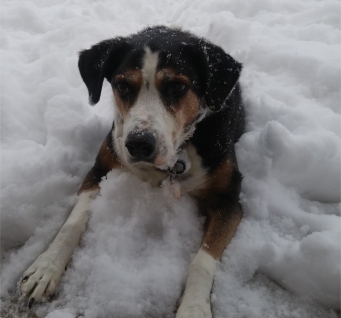 Askim – Freekibble