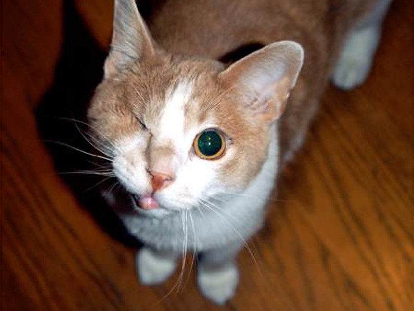 Axel Alleycat – Freekibble