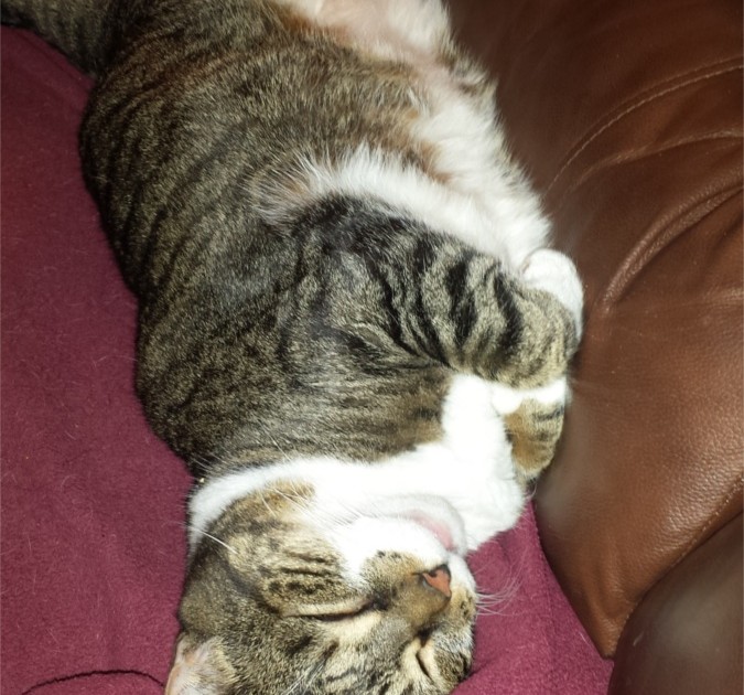 Bully – Freekibble