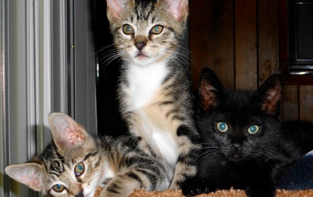 Jasmine Sage Basil – Freekibble