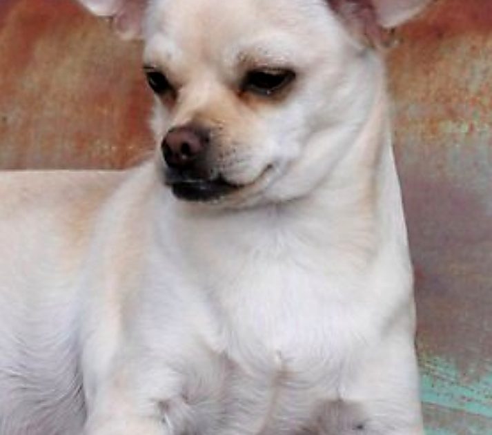 Simon – Freekibble