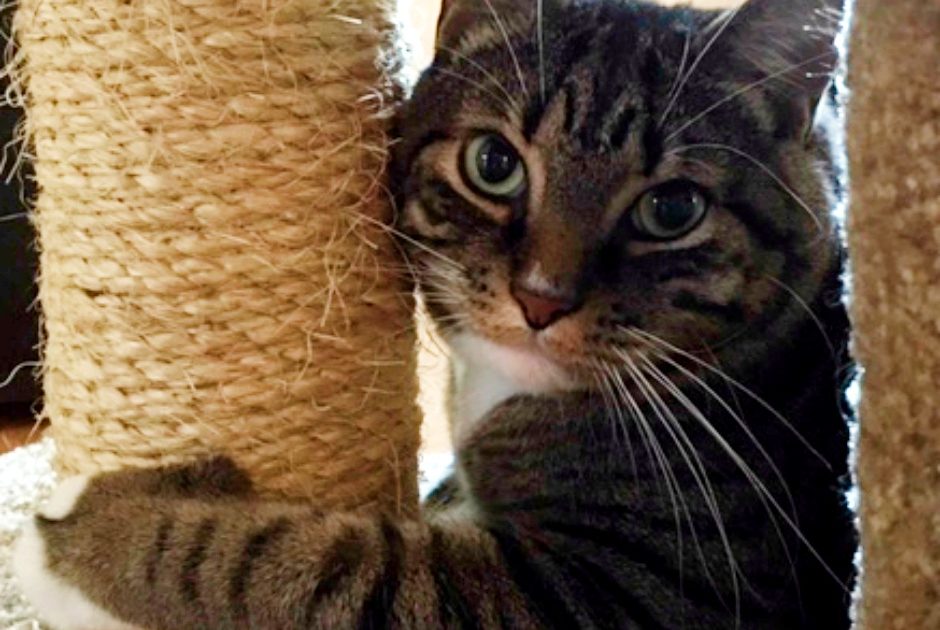 Tucker – Freekibble