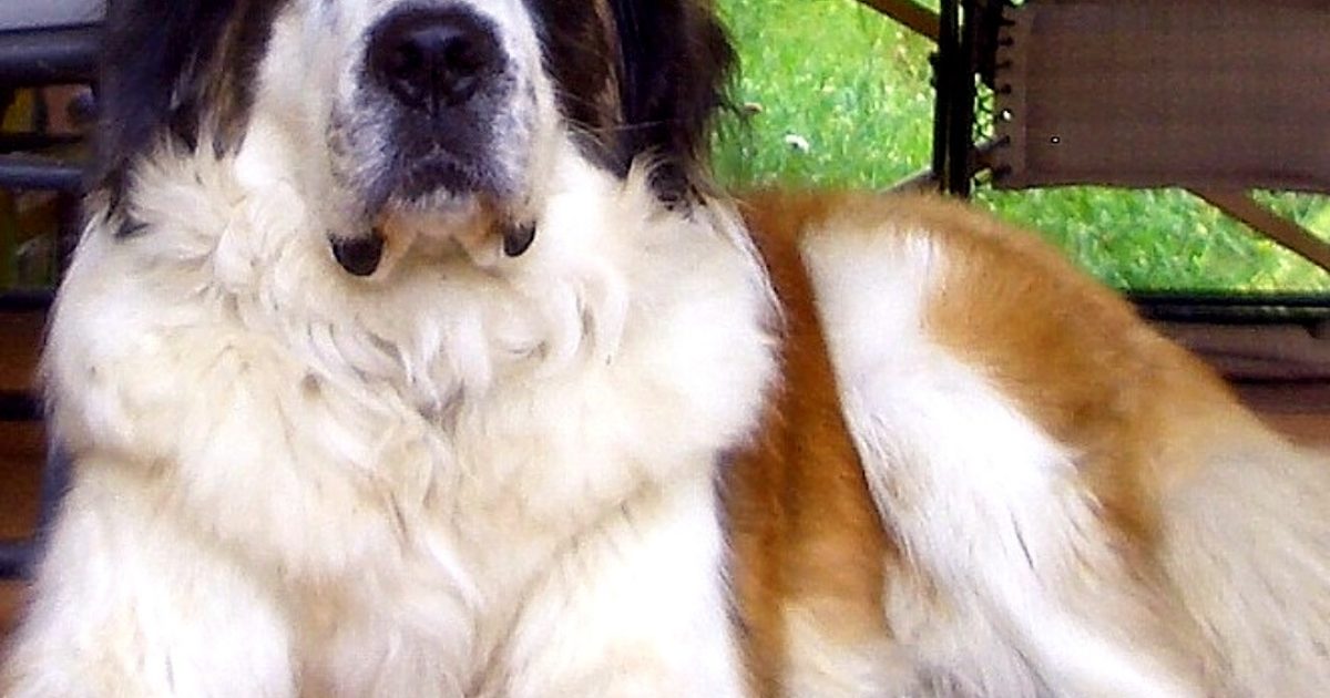 Annie – Freekibble