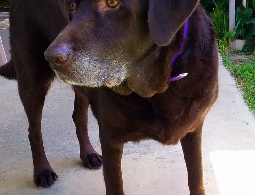 Charlie Bear – Freekibble