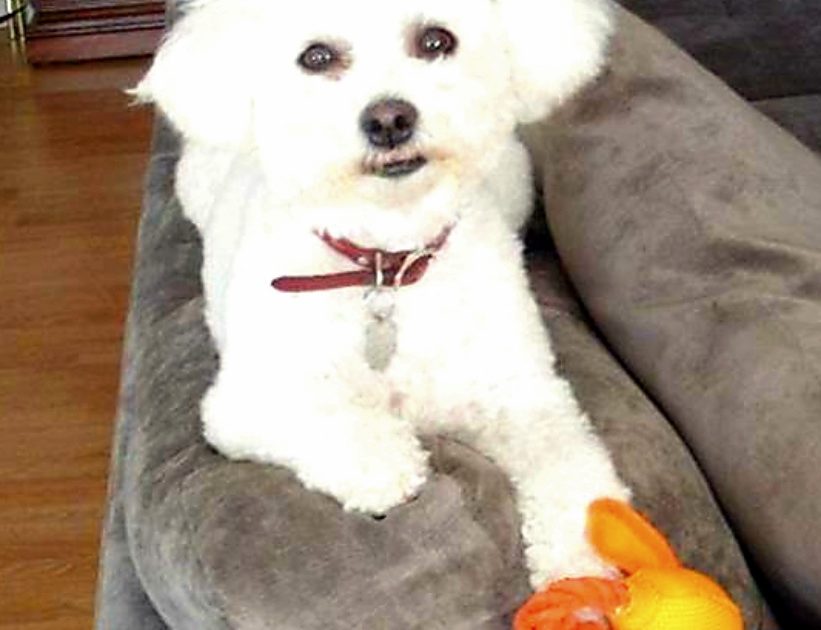 Daisy – Freekibble