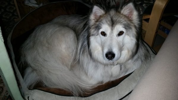 Song Bird – Freekibble