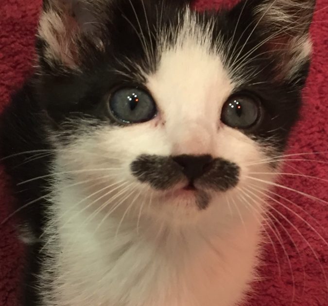 Stache – Freekibble