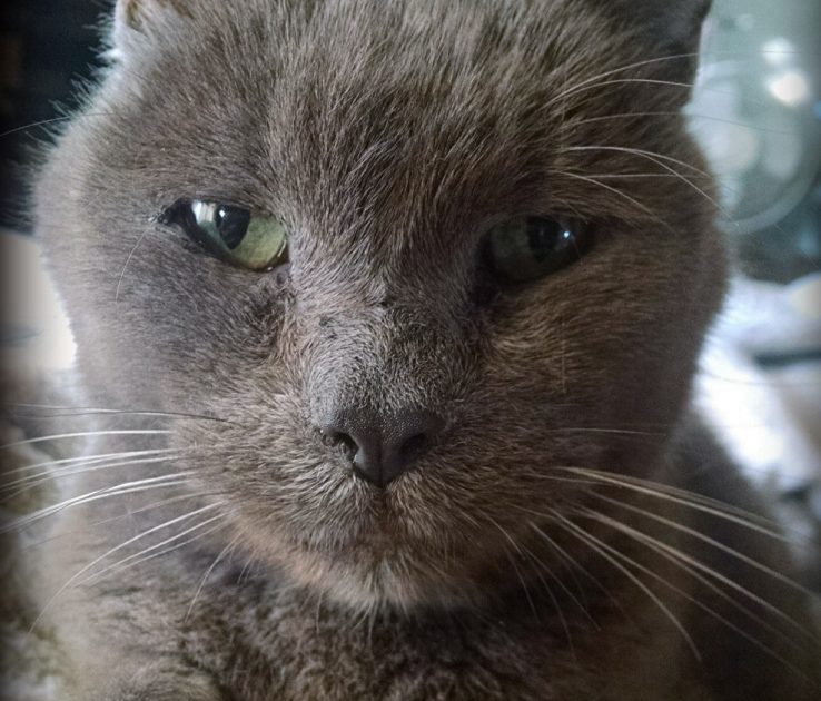 Mr. Boo – Freekibble