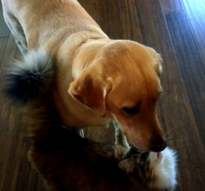 Penny & Coco – Freekibble