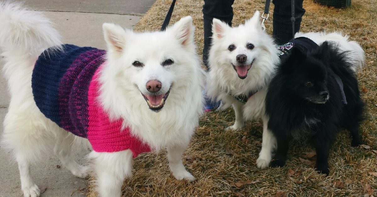 Polar, Lola, Max – Freekibble