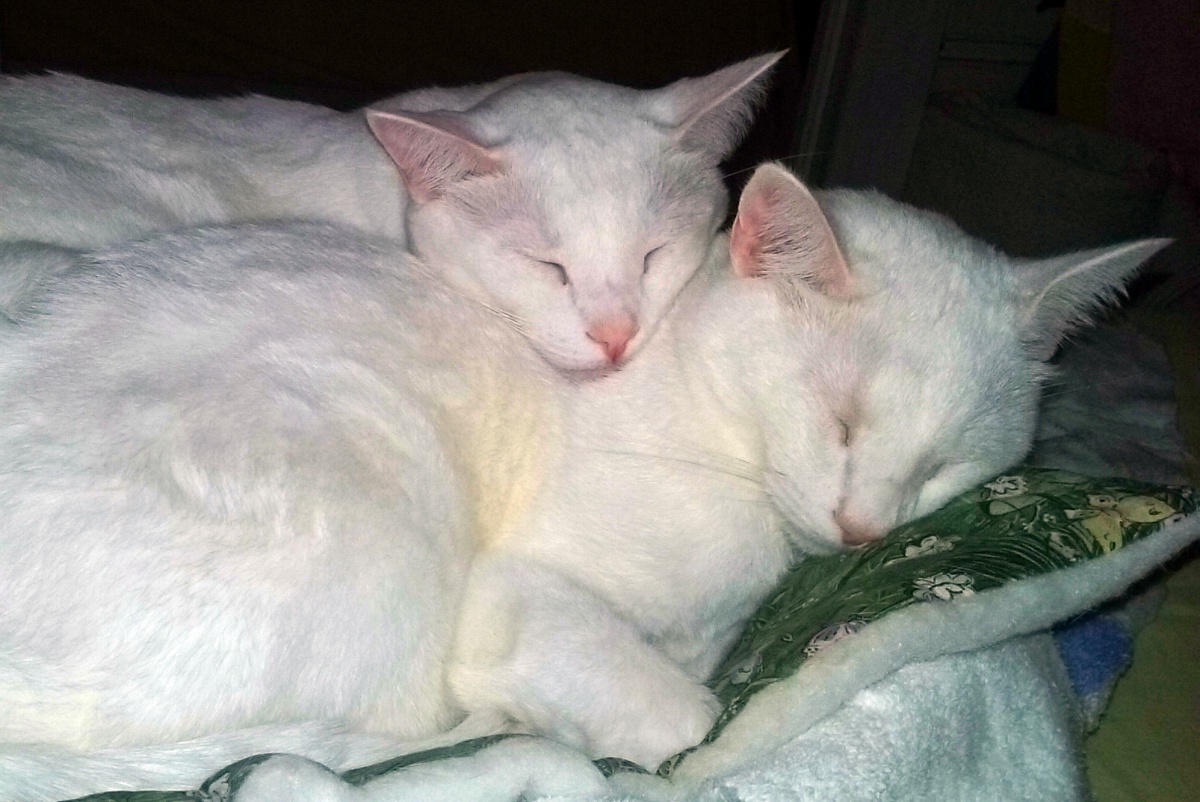 Tebow & Turbo – Freekibble