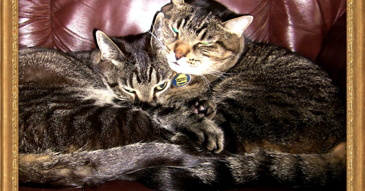 Tic & Toc – Freekibble