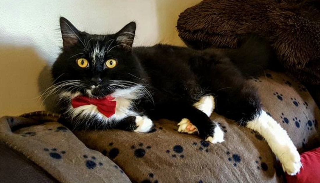 Harry – Freekibble